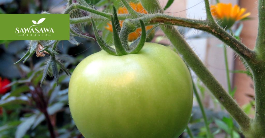 Organic Tomatoes From SawaSawa Organic Farm